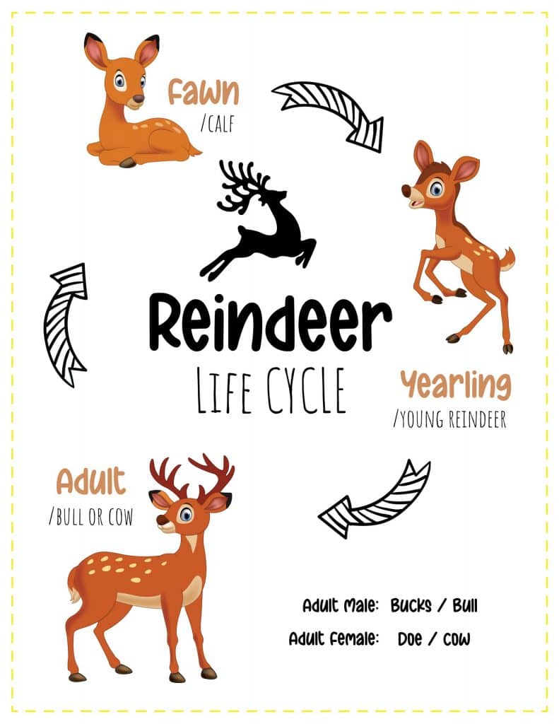 Free Printable Reindeer Activity Set - About a Mom